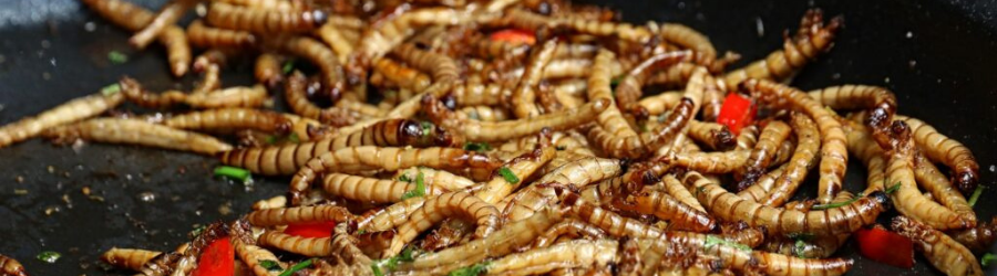 Insetti da mangiare: l'ok dell'UE alle tarme della farina